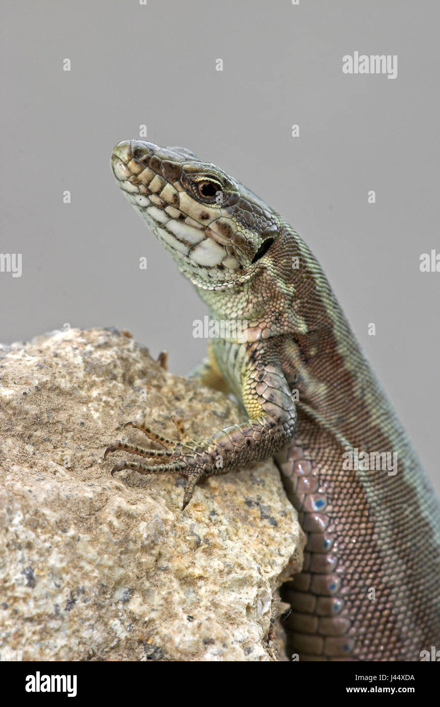 Small reptiles hi-res stock photography and images - Alamy