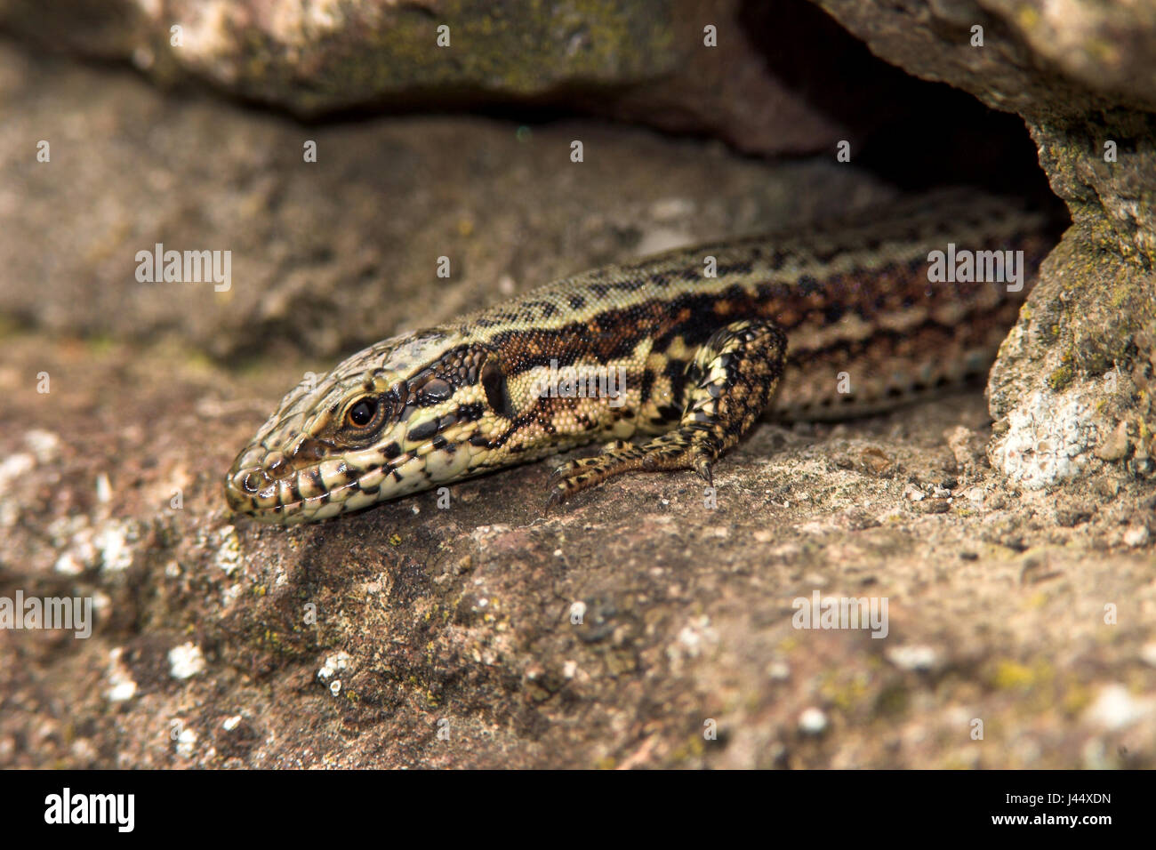 Holes Movie Yellow Spotted Lizard