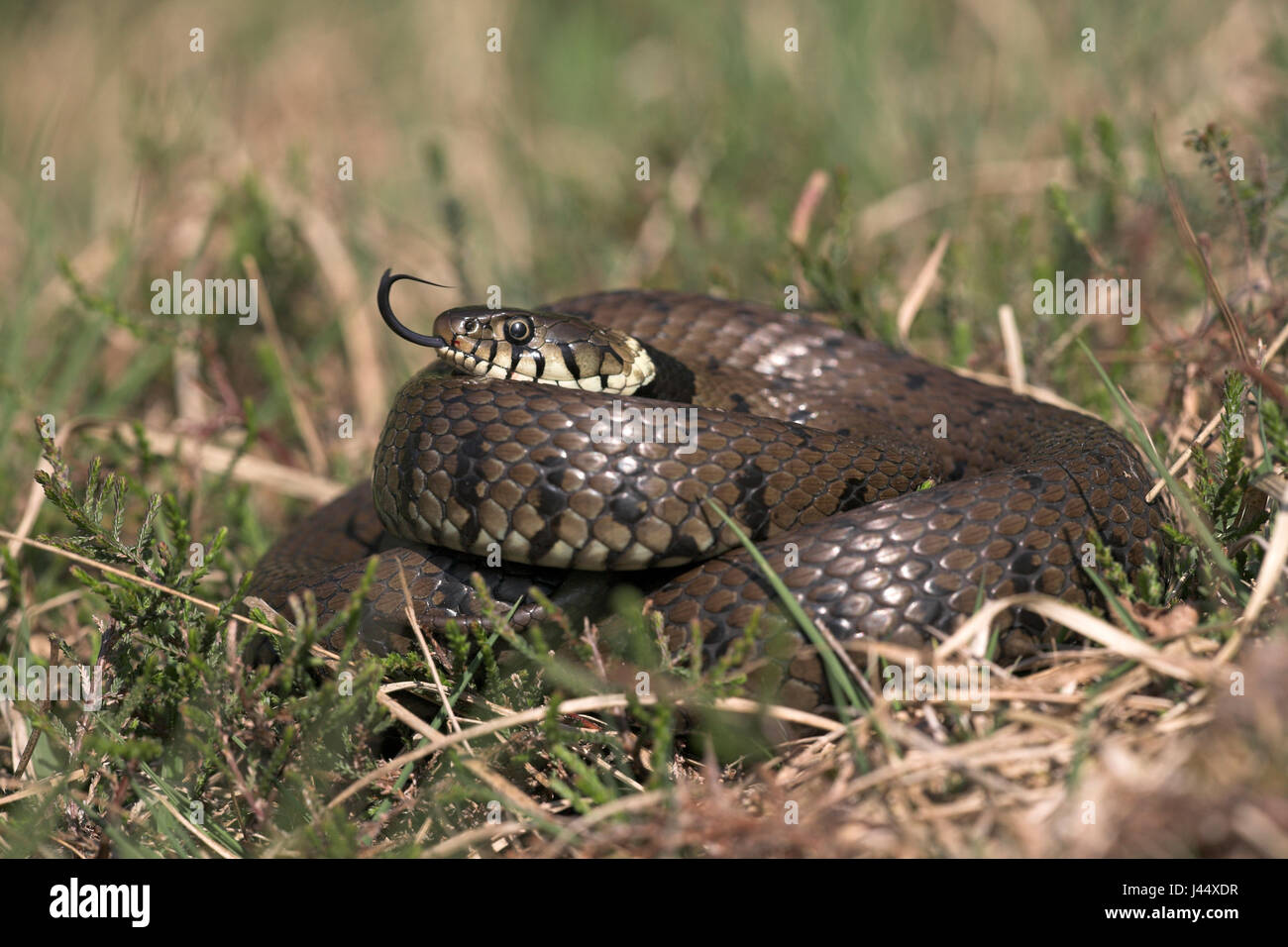 overview of a large grass snake Stock Photo - Alamy