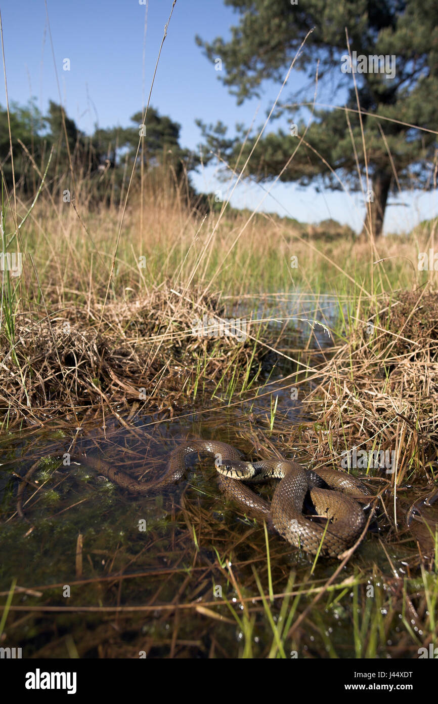 a large grass snake in its habitat Stock Photo - Alamy