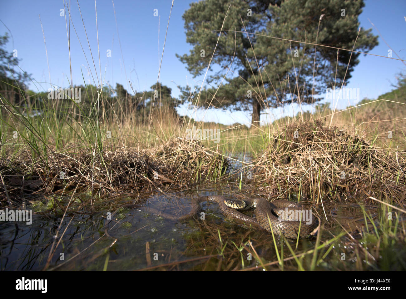 a large grass snake in its habitat Stock Photo - Alamy