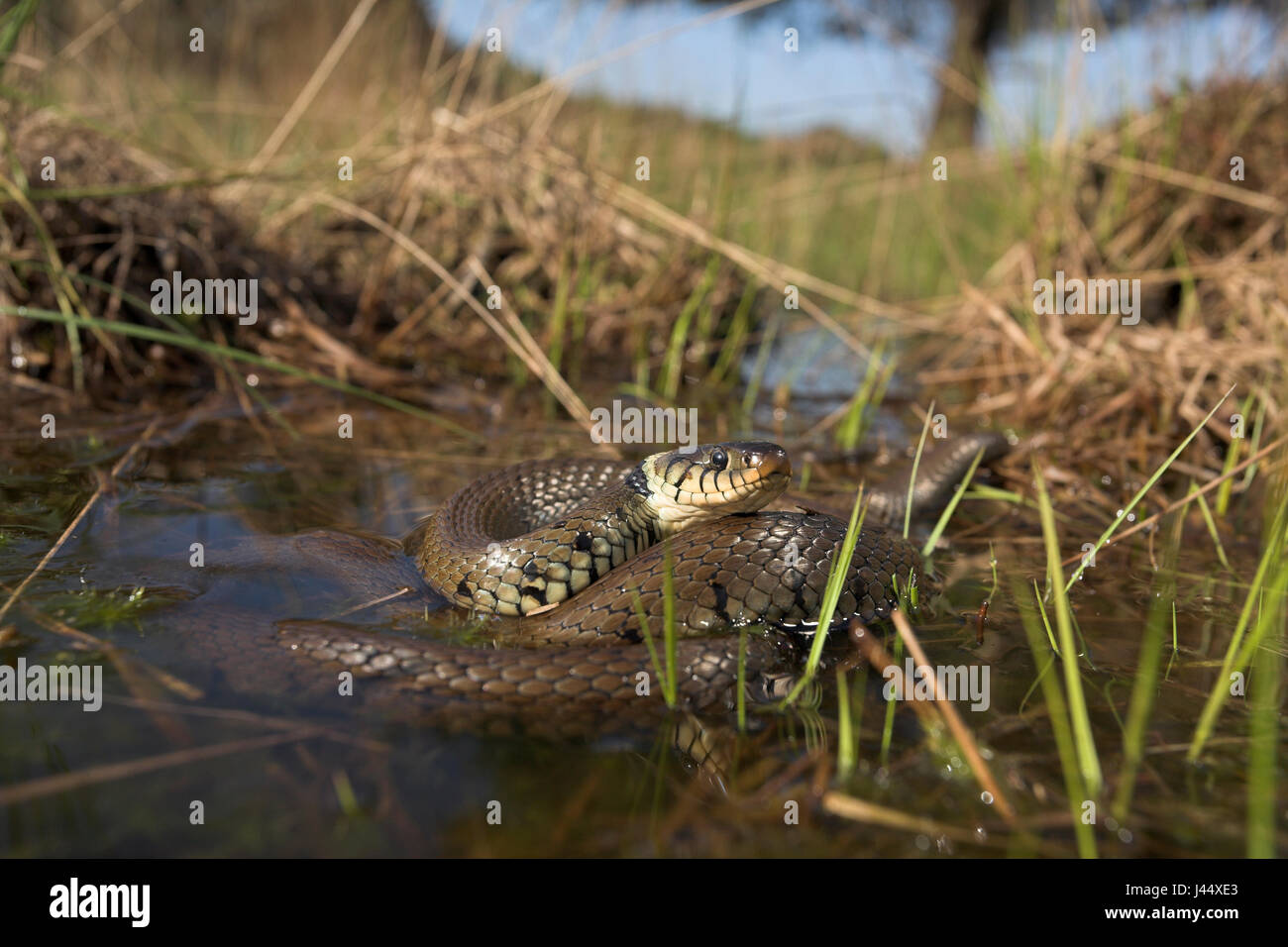 a large grass snake in its habitat Stock Photo - Alamy
