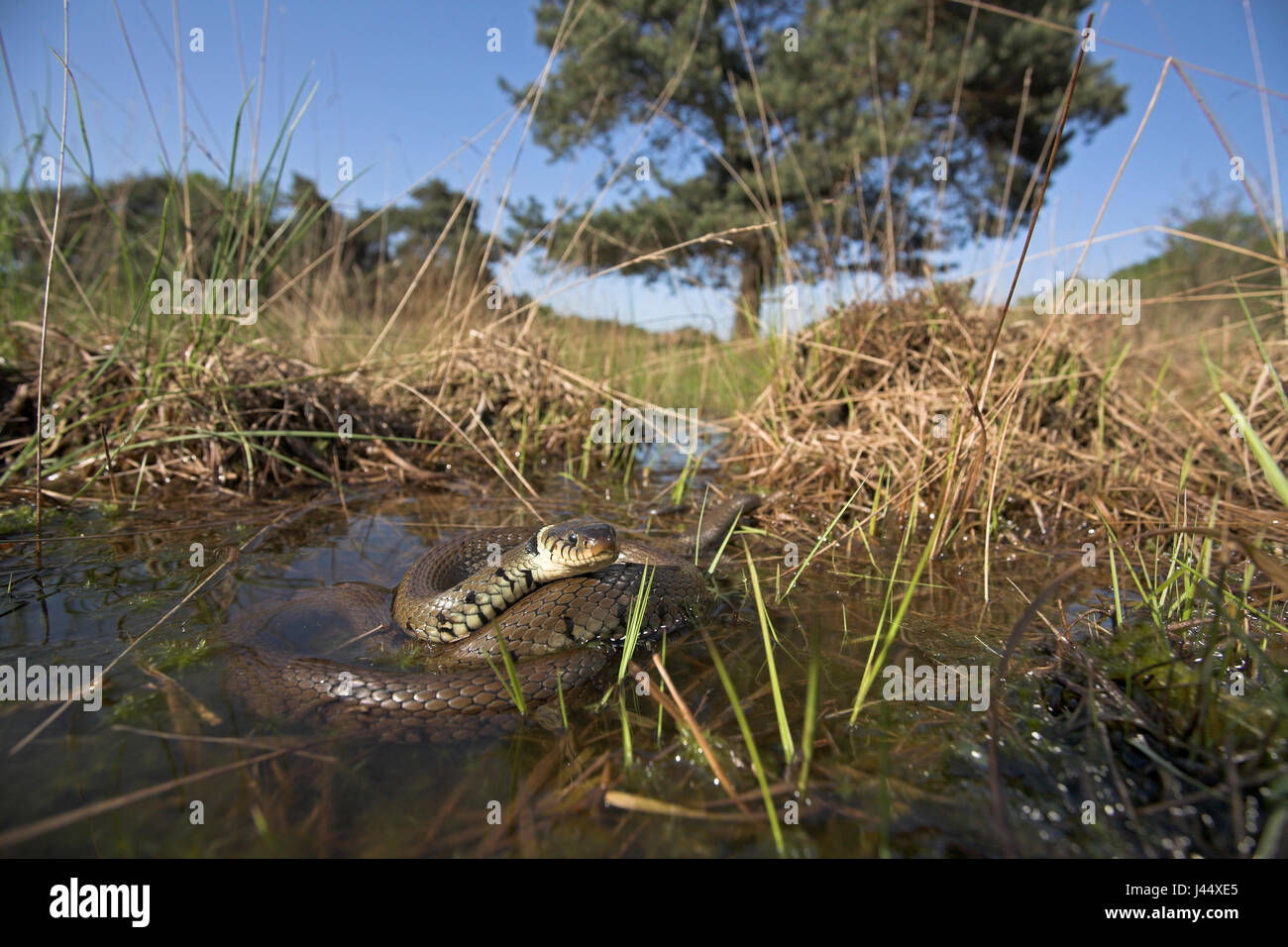 a large grass snake in its habitat Stock Photo - Alamy