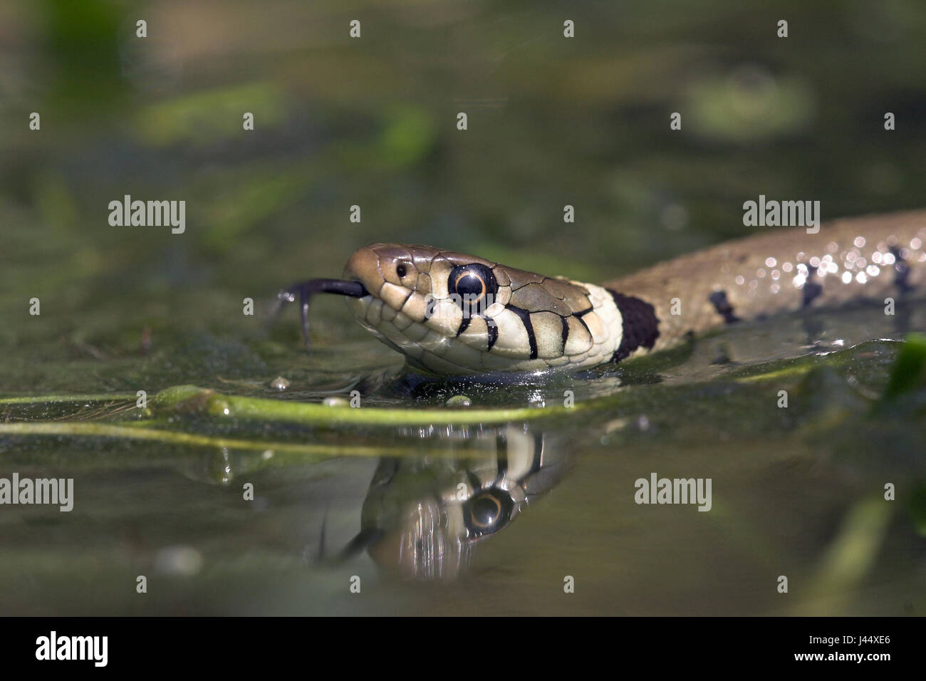 Grass snake swimming Stock Photo - Alamy