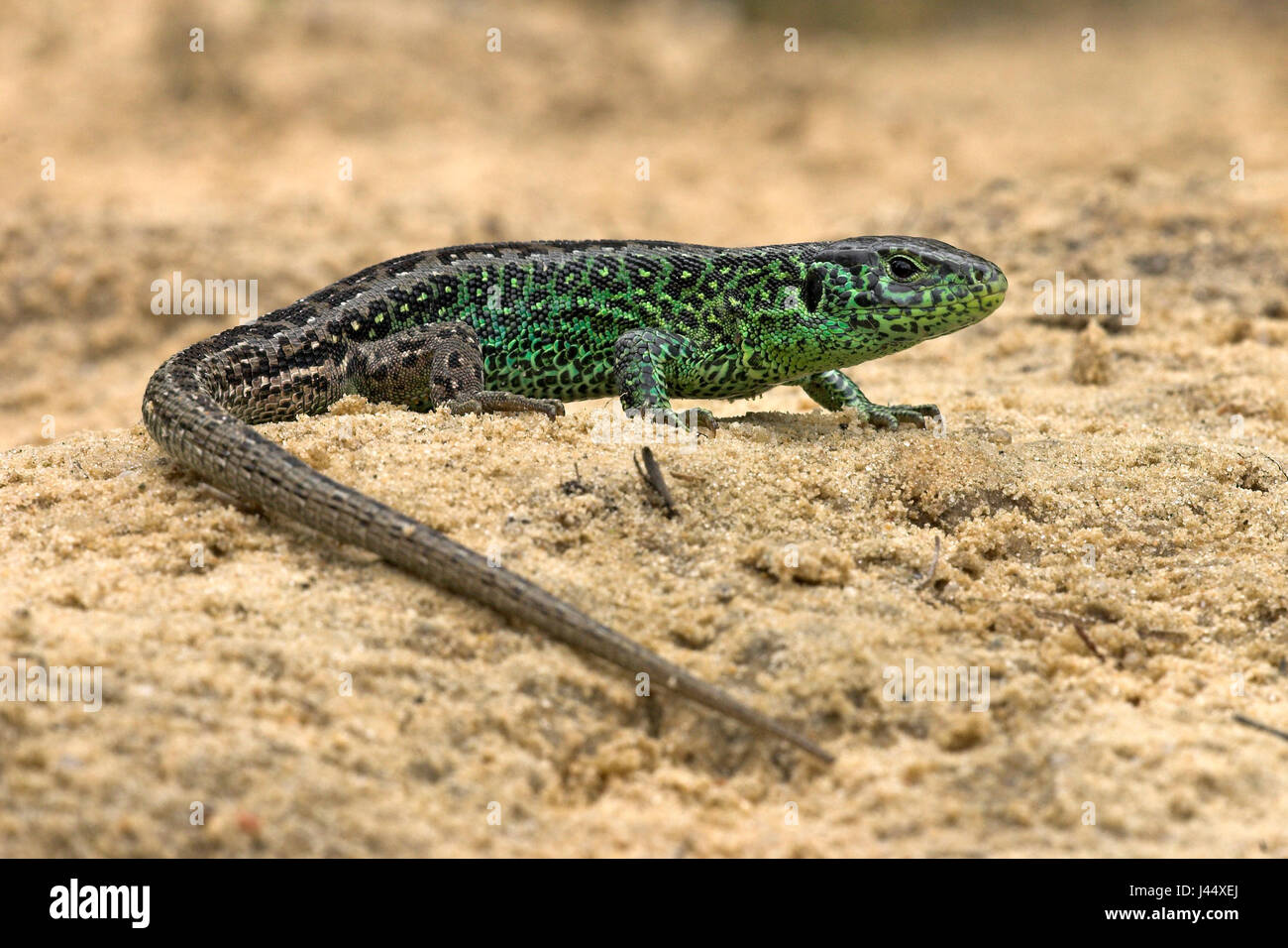 Male Sand lizard on sand photographed in whole Stock Photo - Alamy