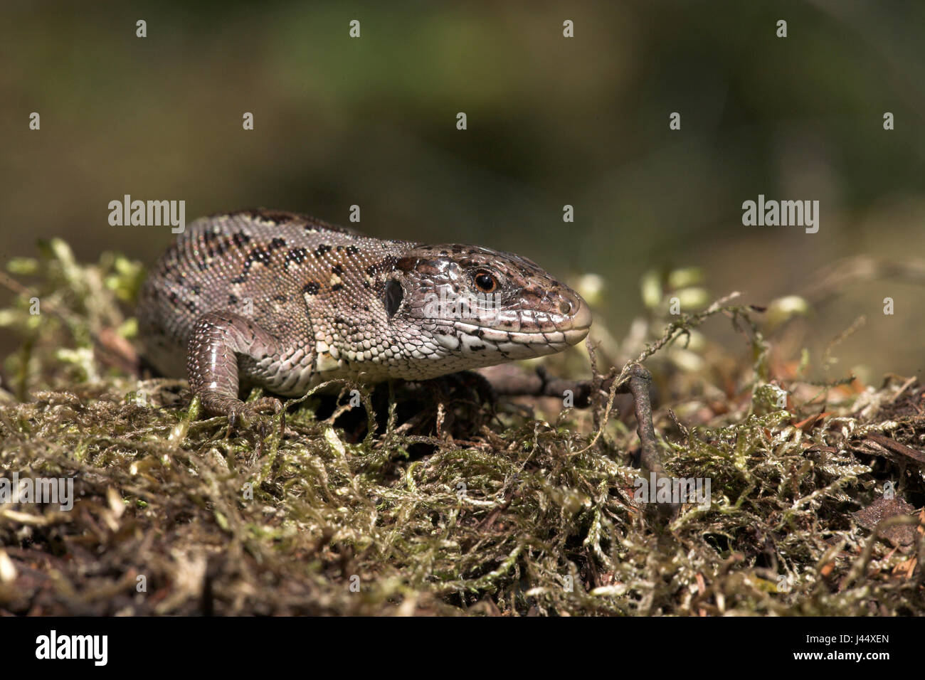 Sand lizard close up hi-res stock photography and images - Alamy