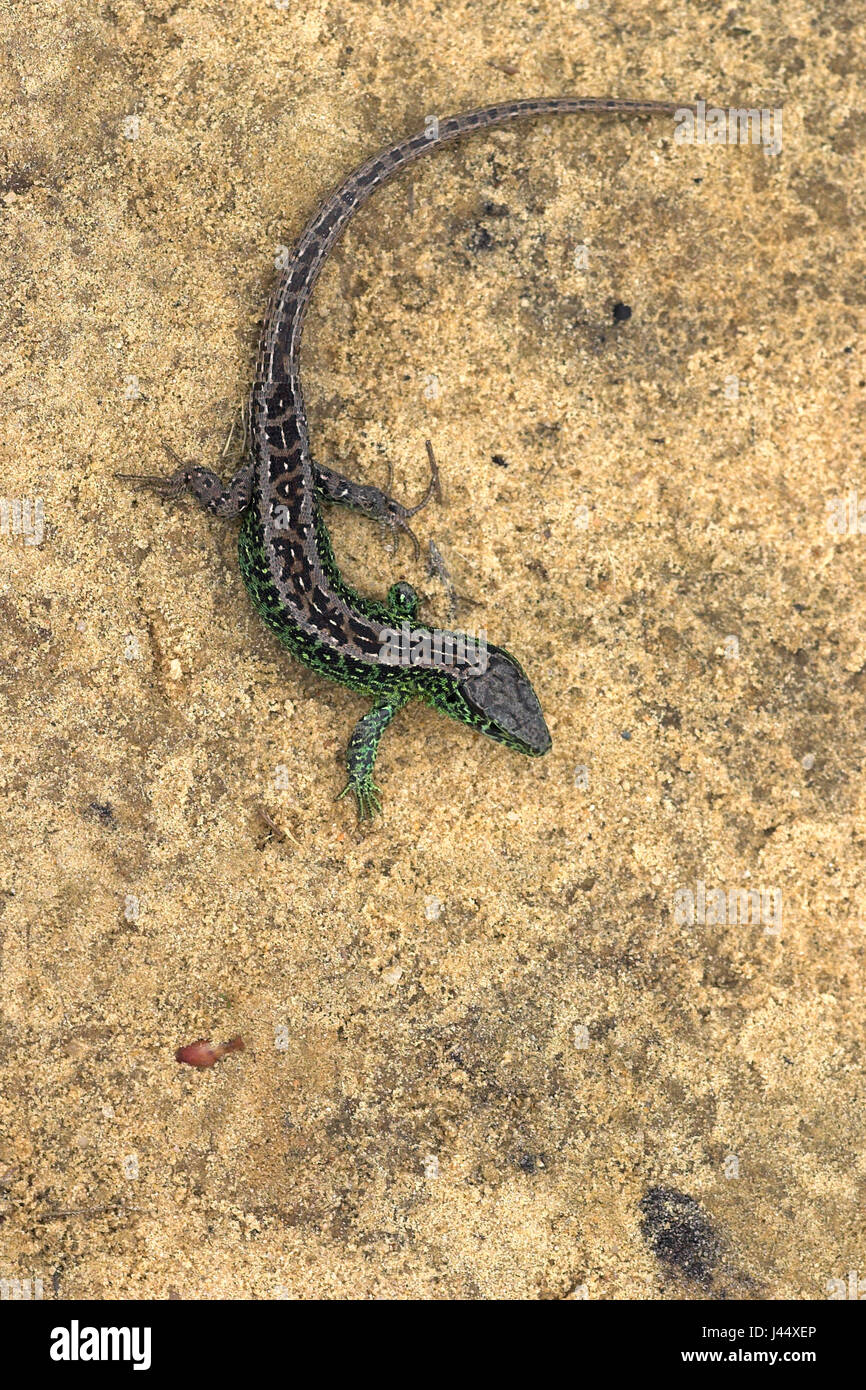 Male sand lizard on sand photographed from above Stock Photo - Alamy