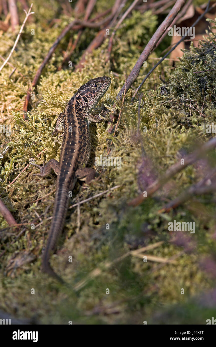 Sand Lizard in its environment Stock Photo - Alamy
