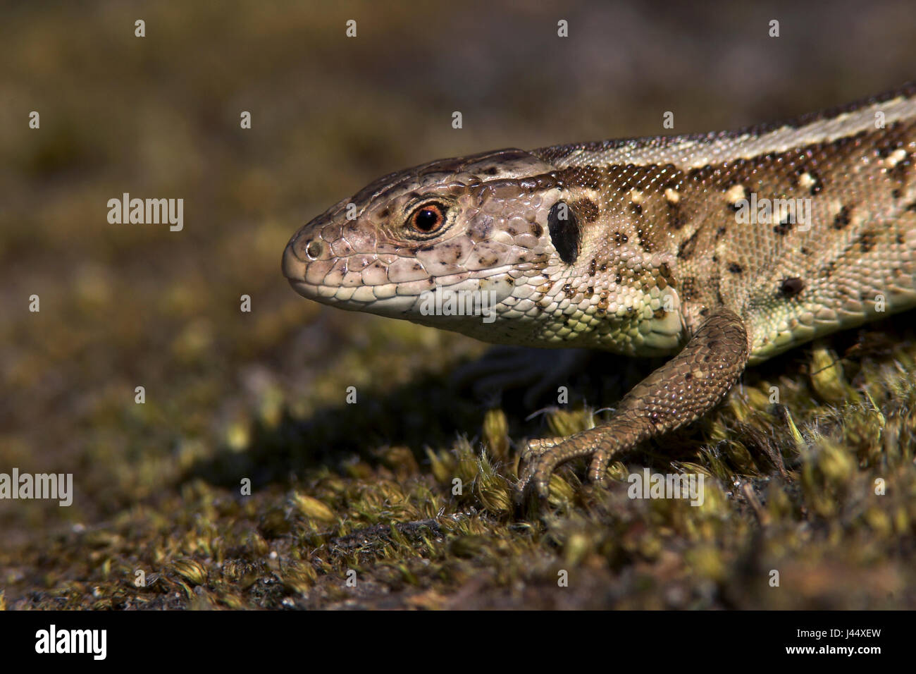 Sand Lizard portrait Stock Photo - Alamy
