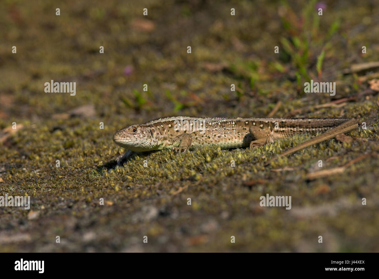 Sand Lizard in its environment Stock Photo - Alamy