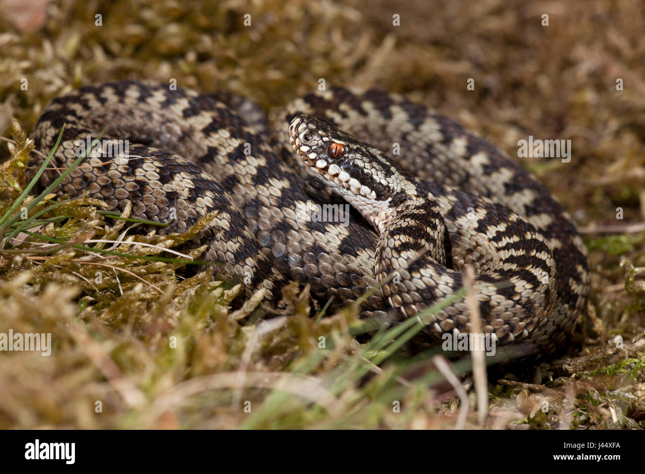 photo of a basking male common viper Stock Photo - Alamy photo of a basking male common viper Stock Photo - Alamy