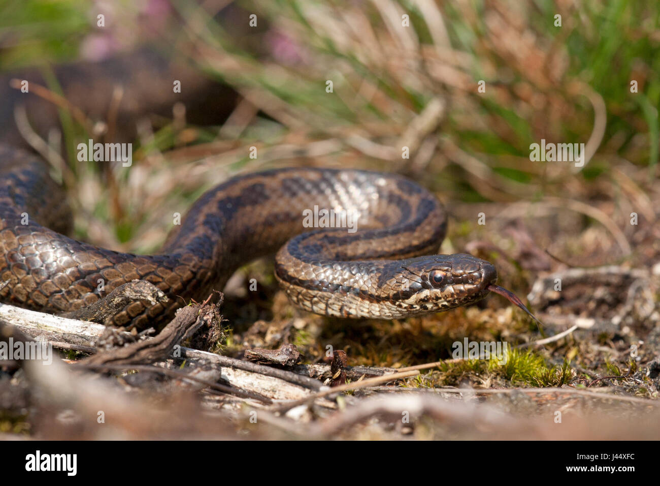 Snakes With Female Head High Resolution Stock Photography and Images ...