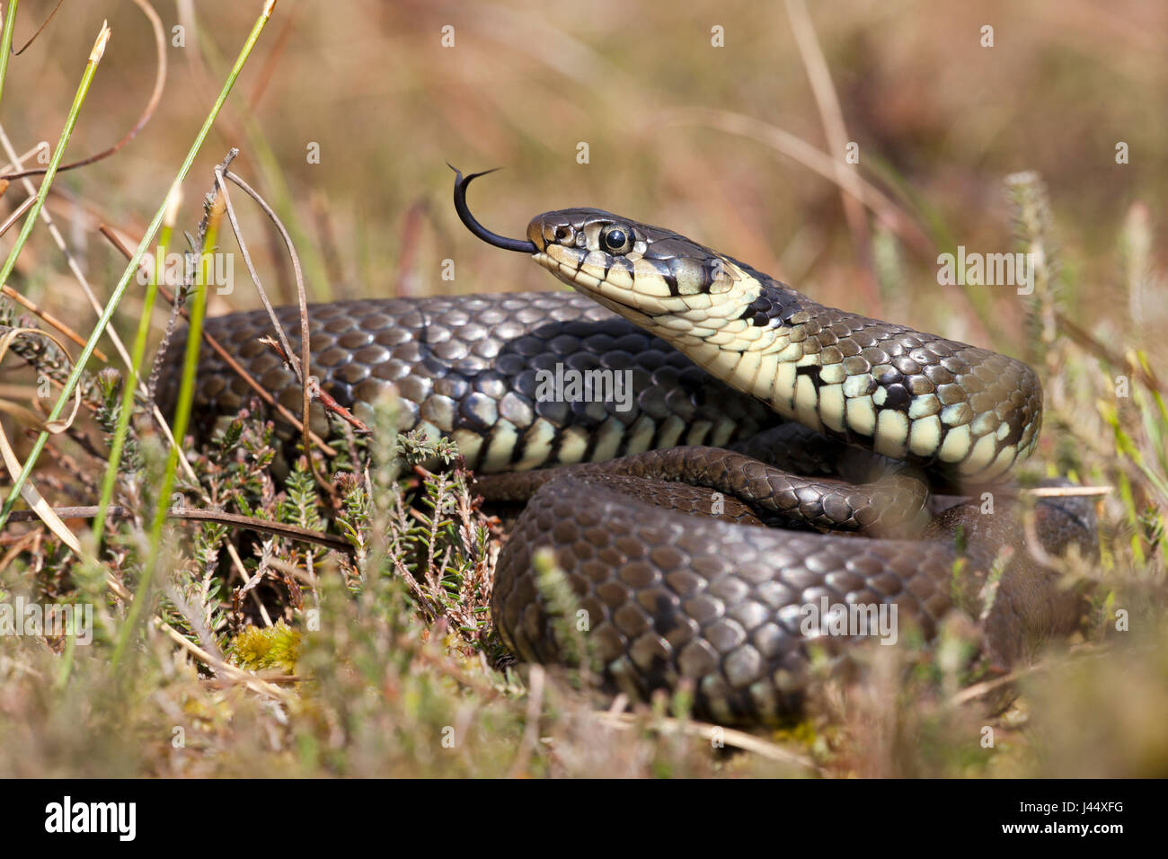 photo of a basking grass snake between heather vegetation Stock Photo ...