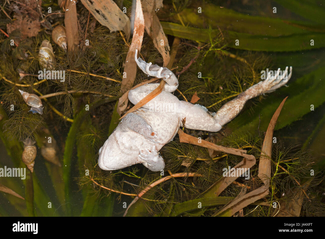 Dead frog hi-res stock photography and images - Alamy