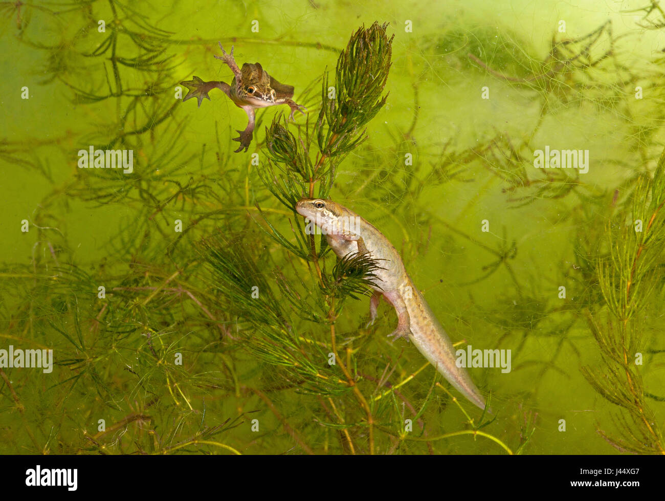photo of a pair of palmate newts under water between green plants Stock ...