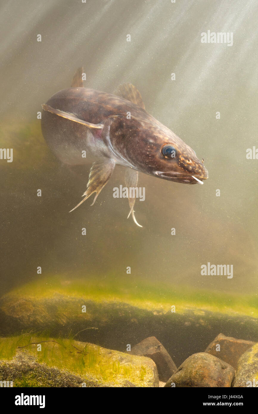 Burbot fish hi-res stock photography and images - Alamy