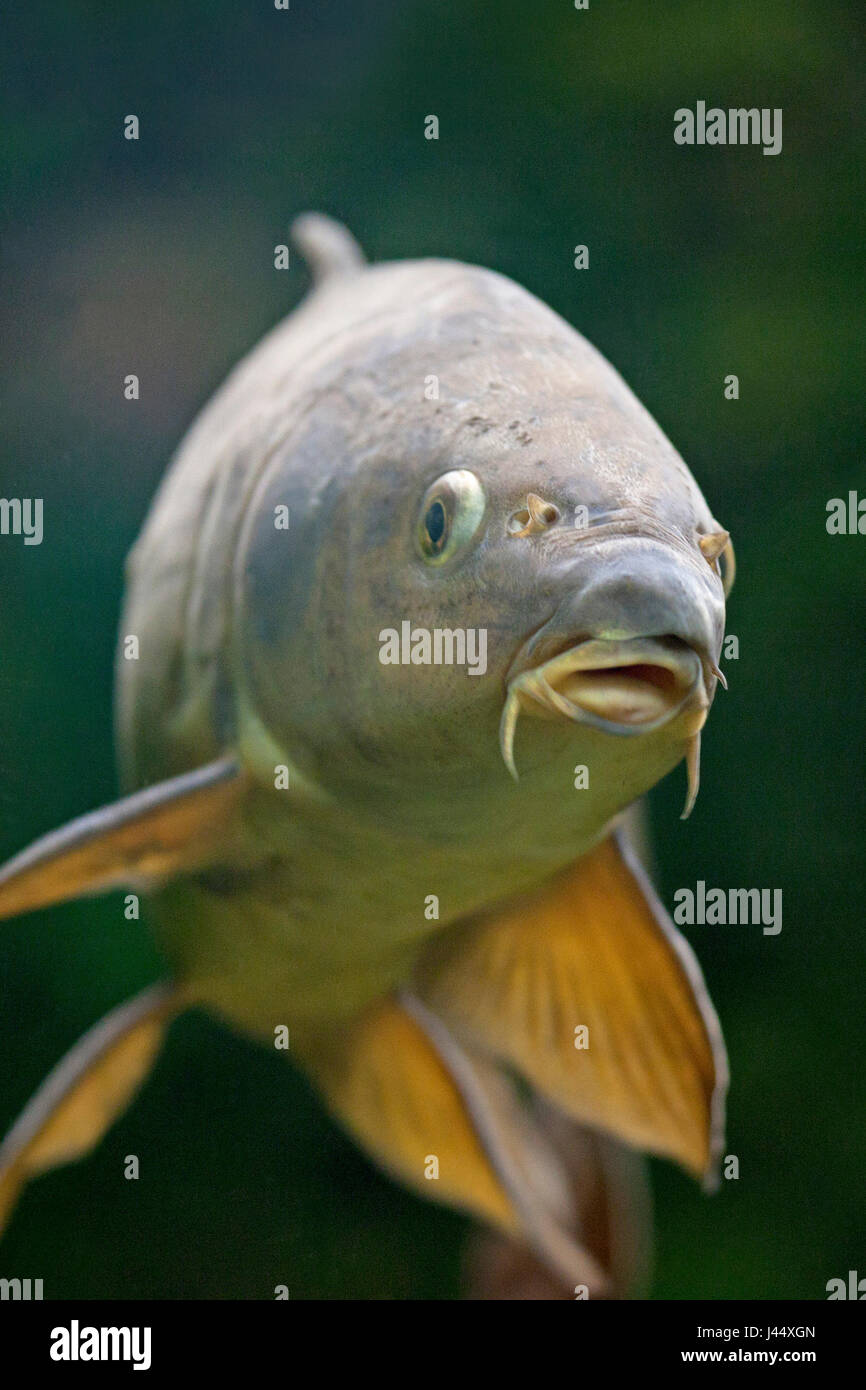 Carp hi-res stock photography and images - Alamy