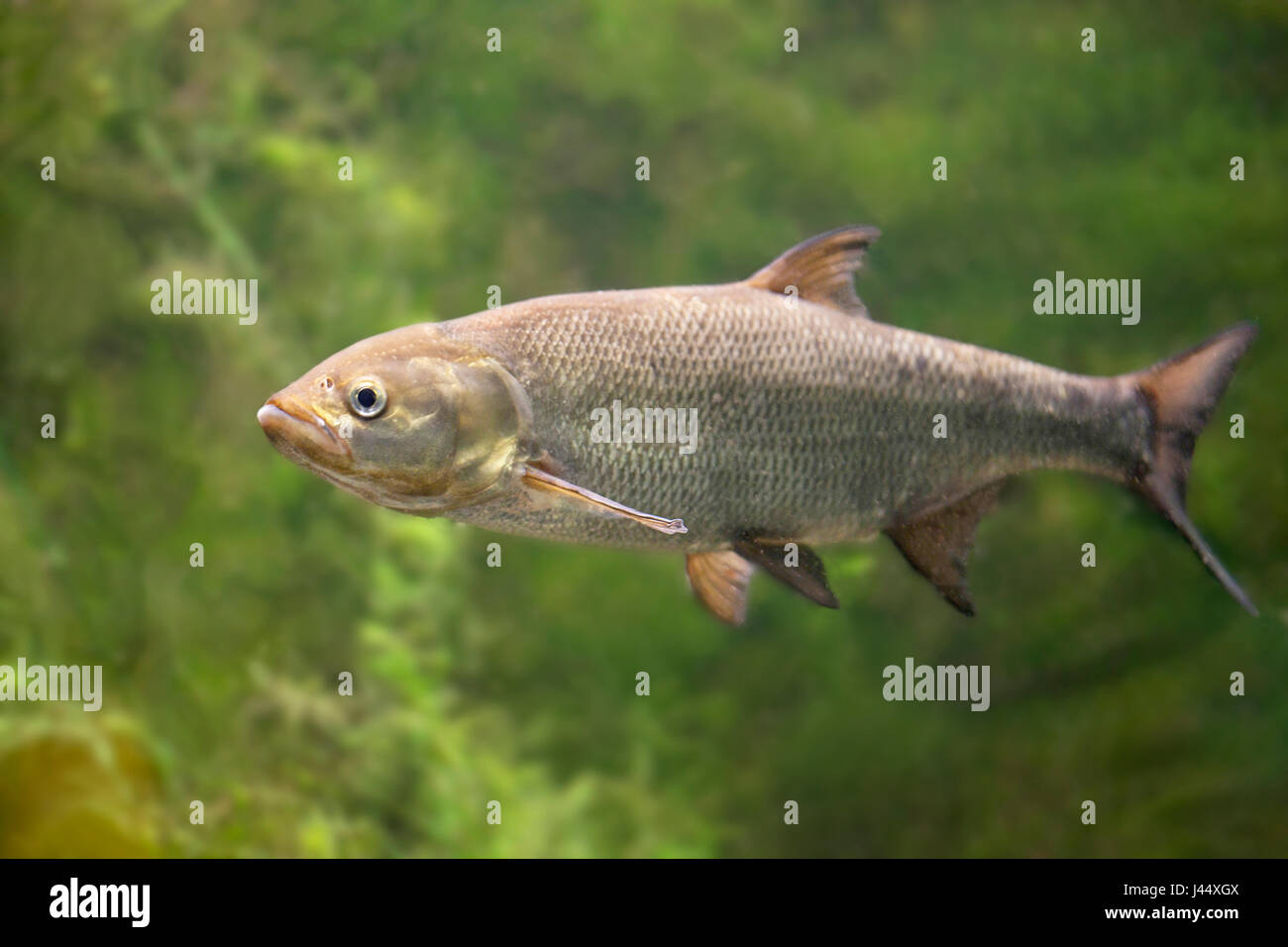 photo of an adult asp photographed against a green background Stock ...