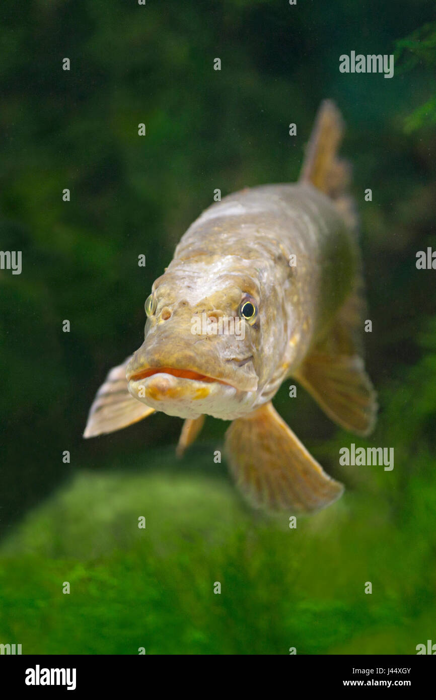 vertical photo of a large pike against a green background Stock Photo ...