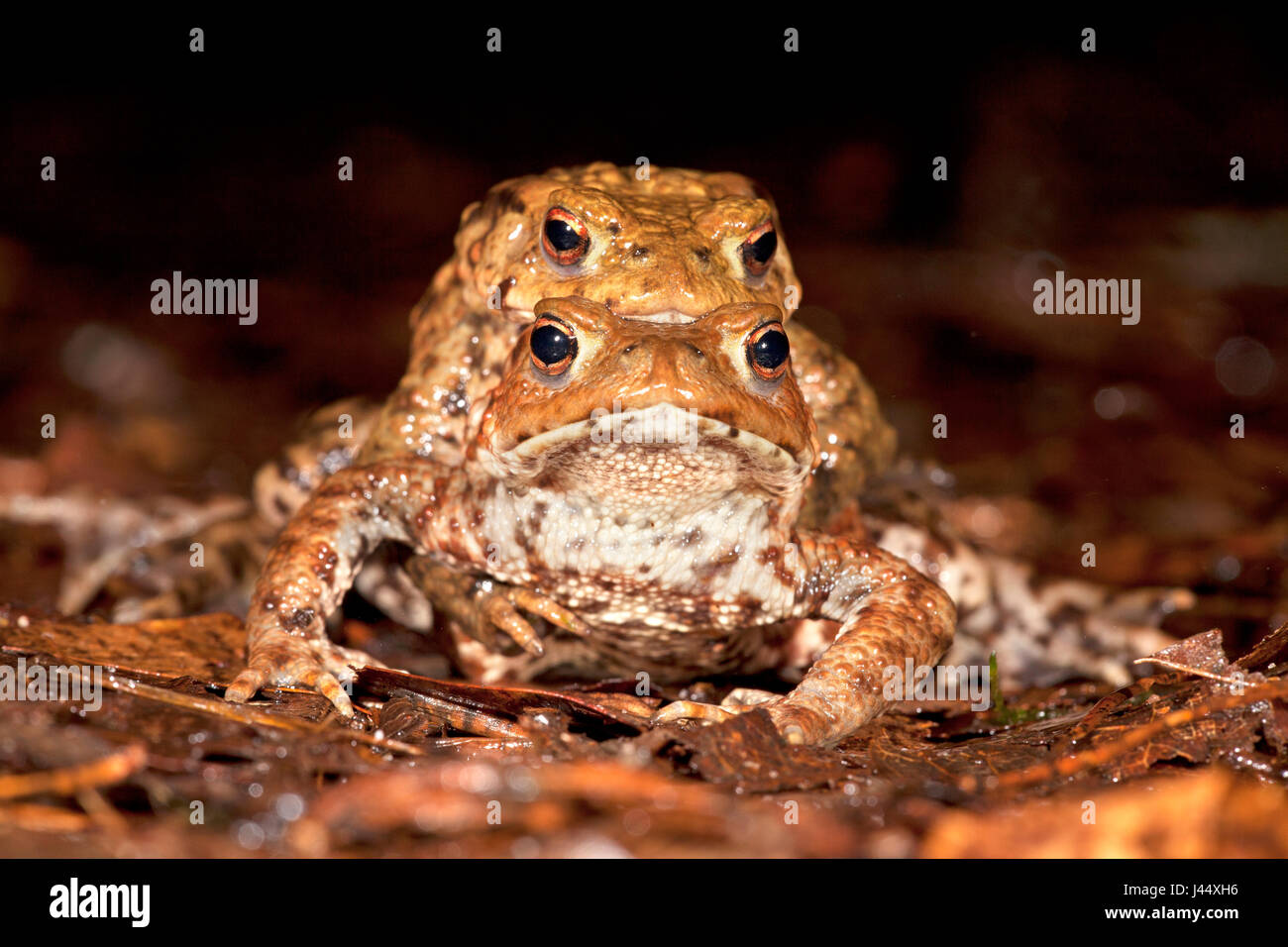 Common toad migrating at night hi-res stock photography and images - Alamy