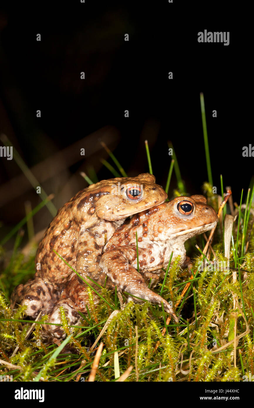 Night vertical hi-res stock photography and images - Alamy