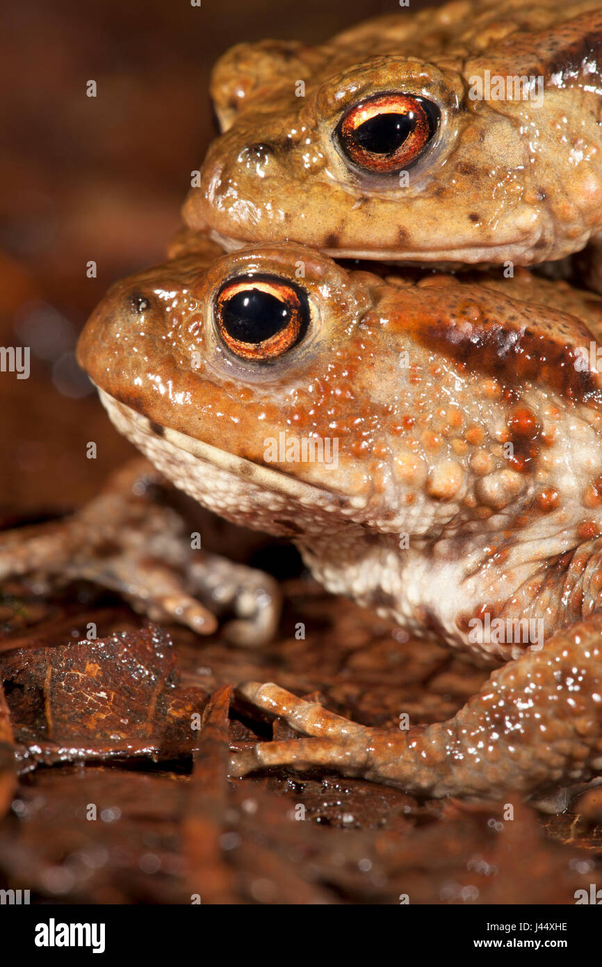 portrait of a pair of common toads migrating Stock Photo - Alamy