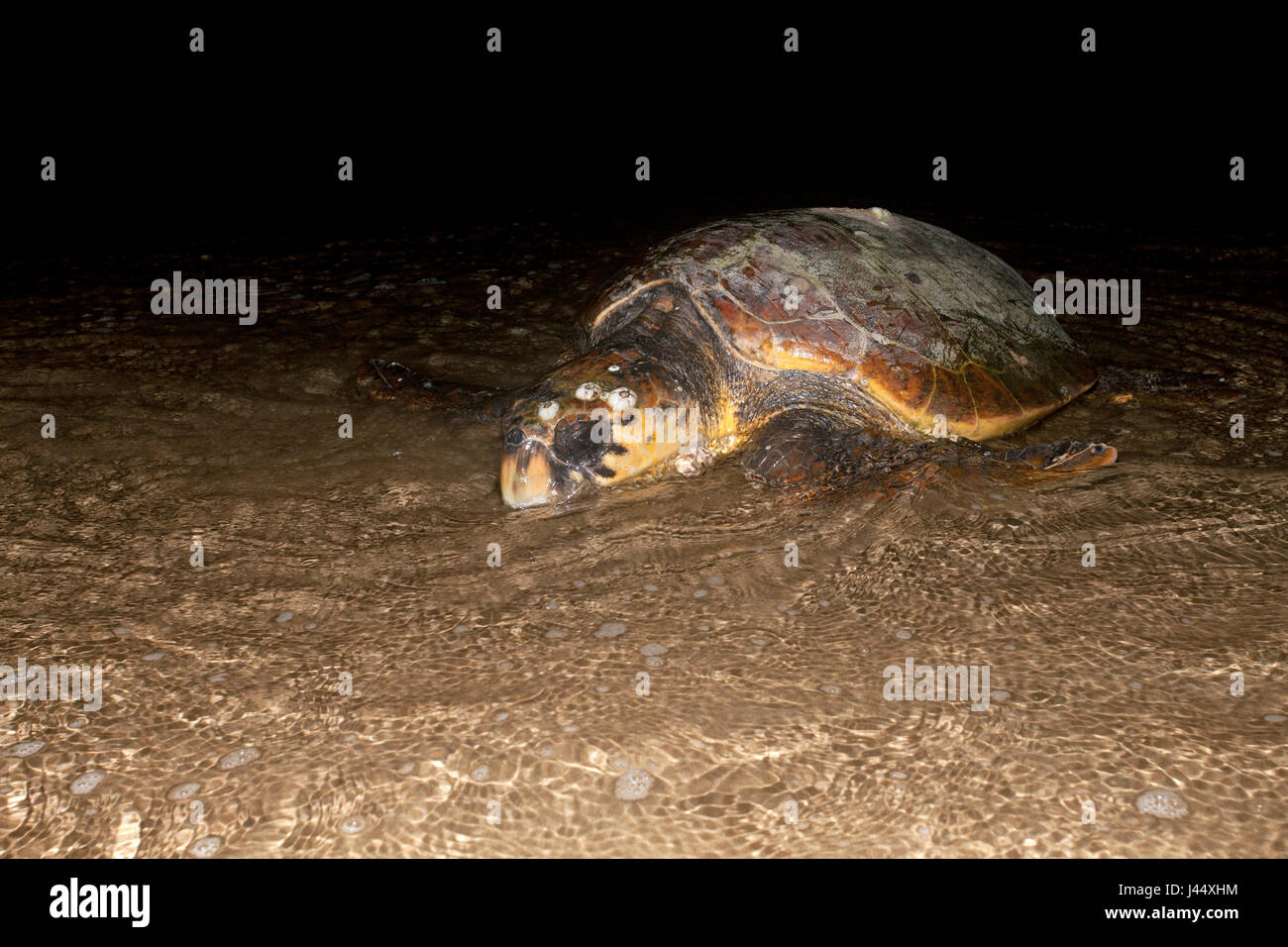 Loggerhead turtles laying eggs hi-res stock photography and images - Alamy