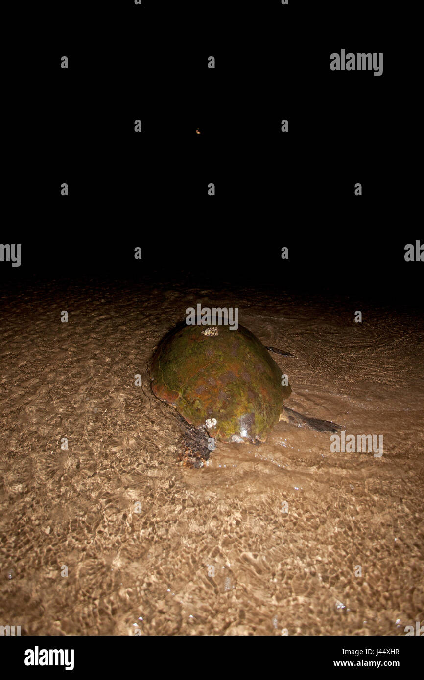 Photo of a female loggerhead on her way back to the sea after laying ...