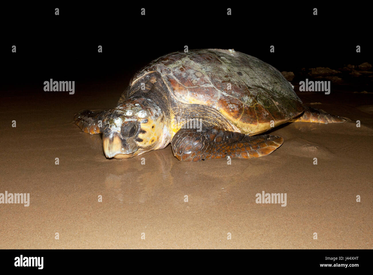 Loggerhead turtles laying eggs hi-res stock photography and images - Alamy