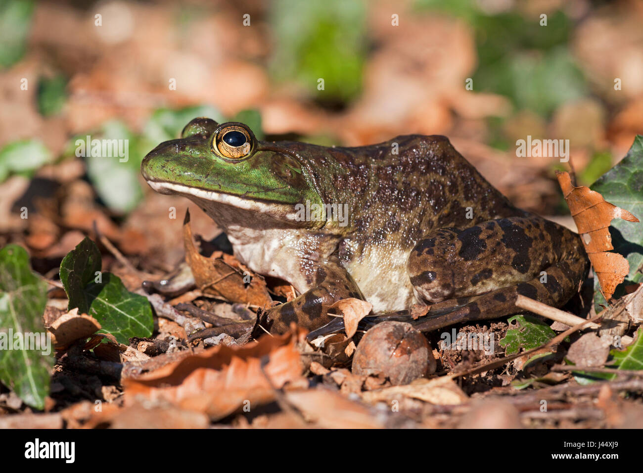 North american introduced species hi-res stock photography and images ...