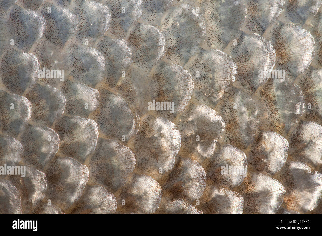 close-up of the scales of a barbel Stock Photo - Alamy