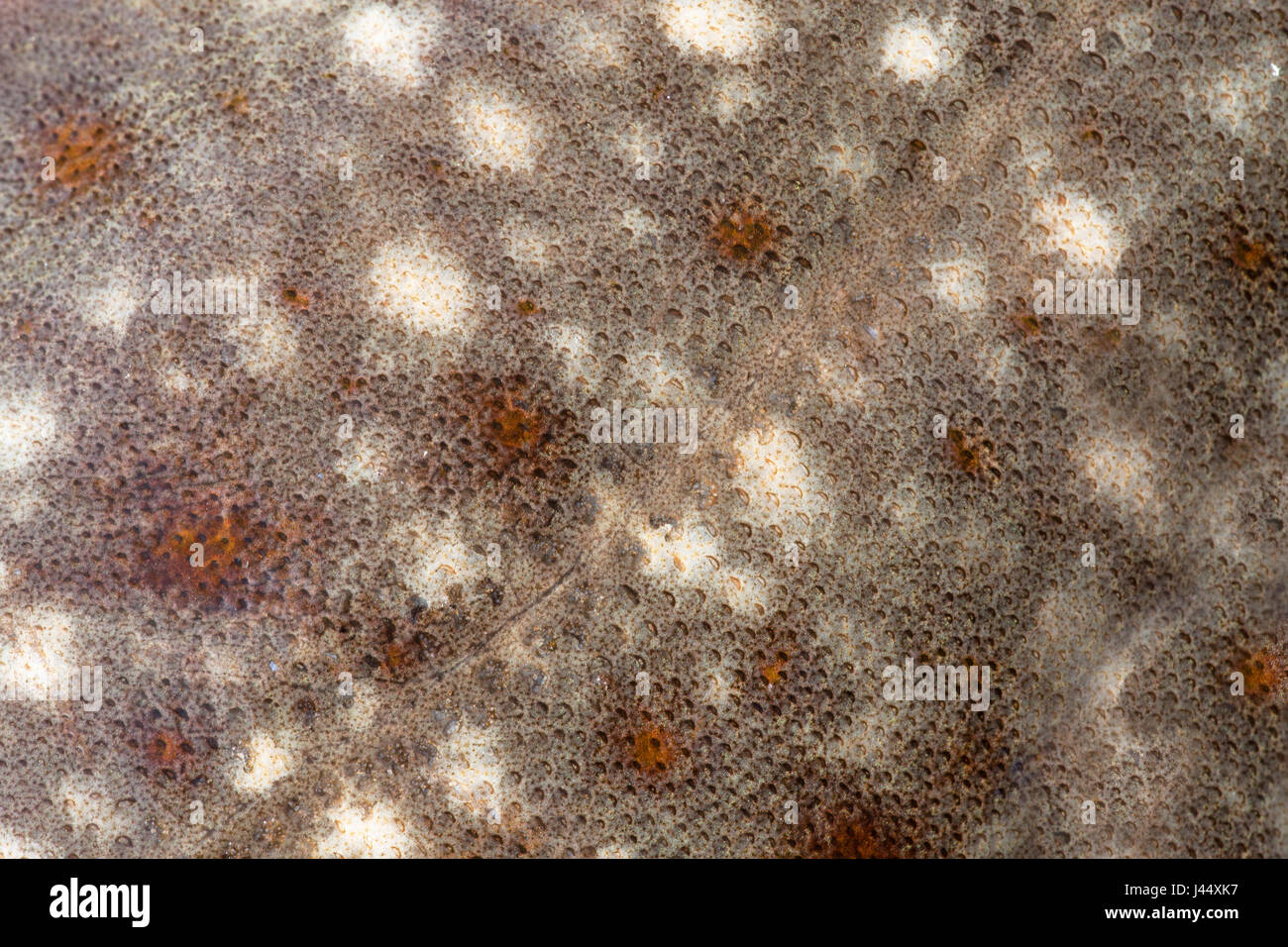 close-up of the scales of a flounder Stock Photo - Alamy