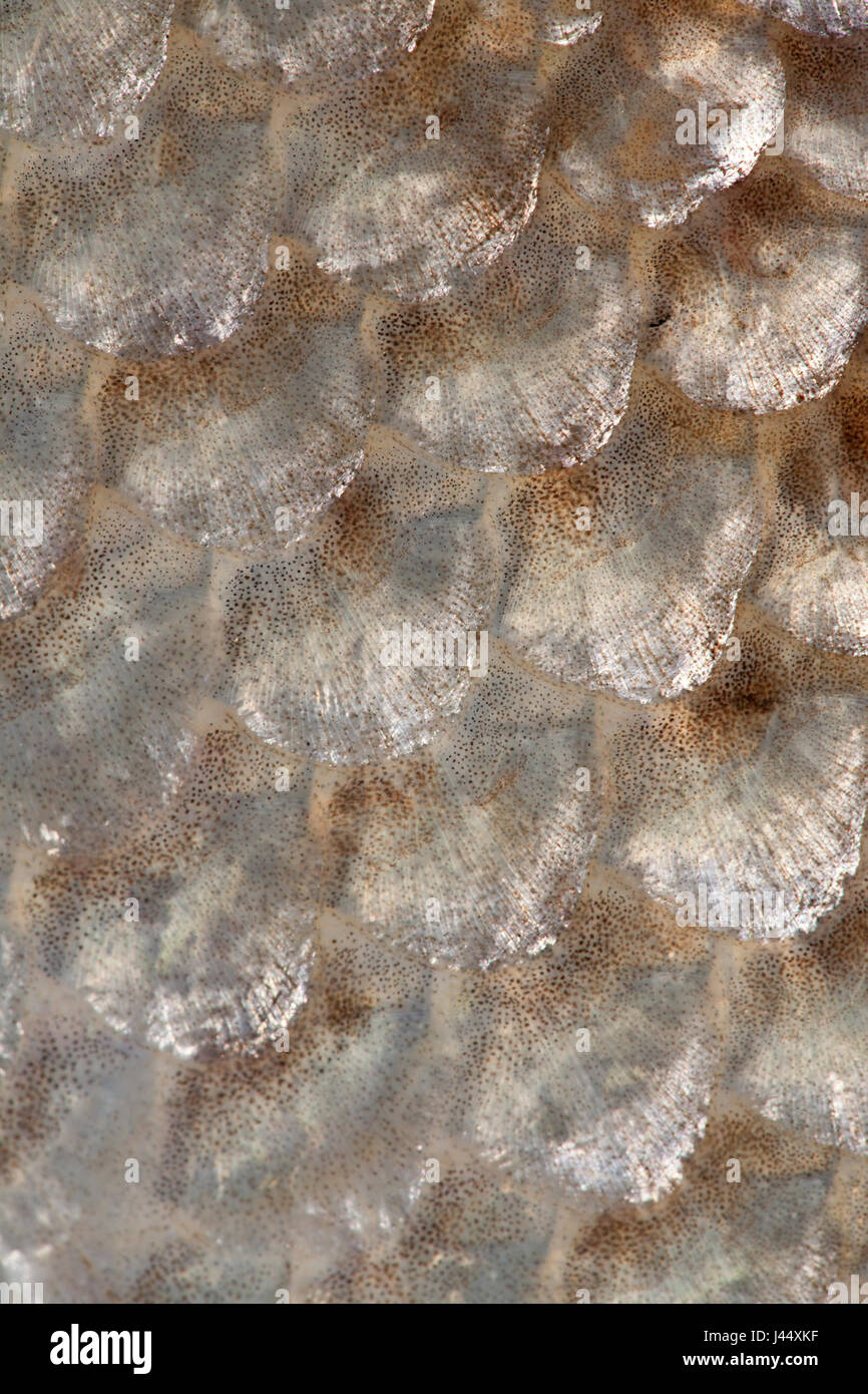 Freshwater barbel hi-res stock photography and images - Alamy