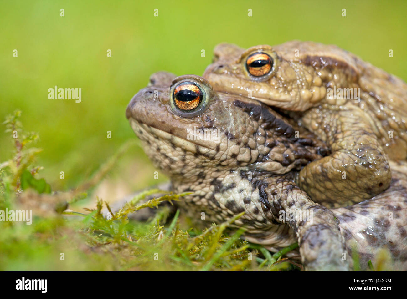 portrait of a couple common toads against a green background Stock ...