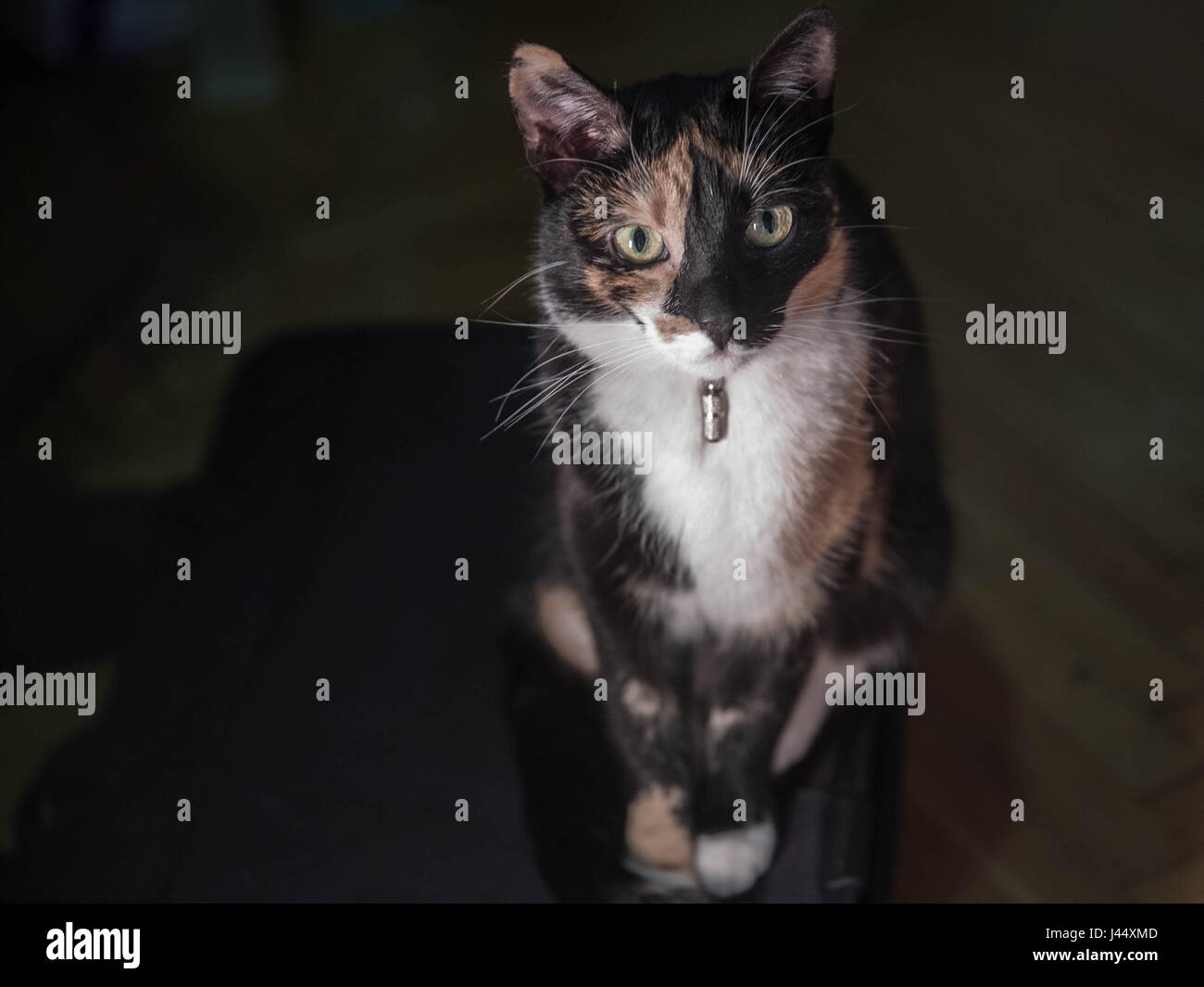 Xena hi-res stock photography and images - Alamy