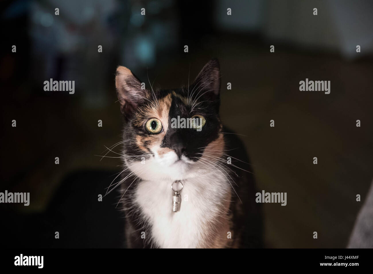 Xena hi-res stock photography and images - Alamy