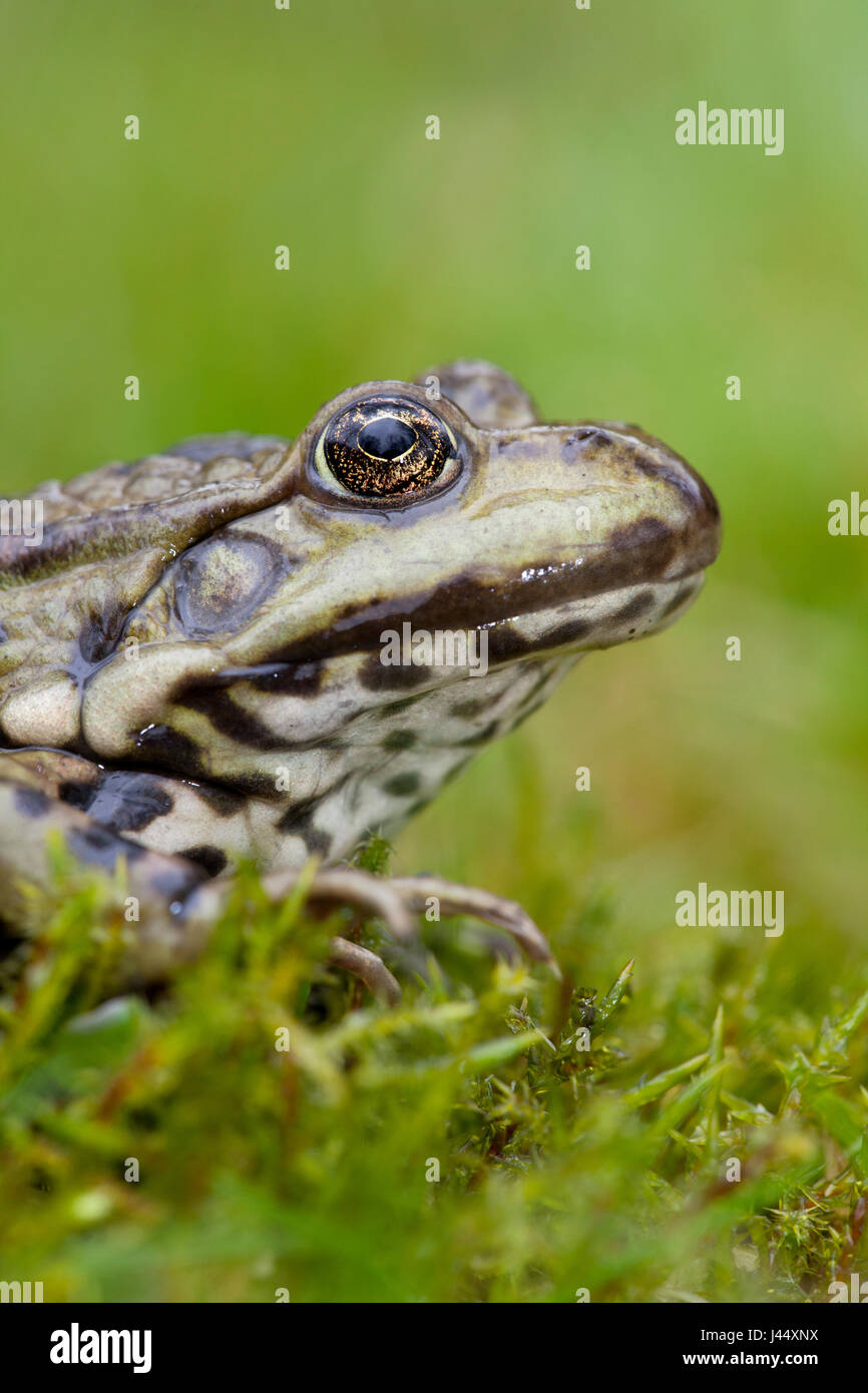 vertical portrait of a marsh frog Stock Photo - Alamy