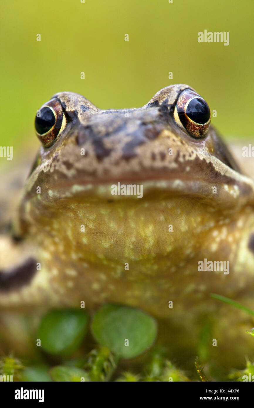 vertical portait of a female common frog against a green background ...
