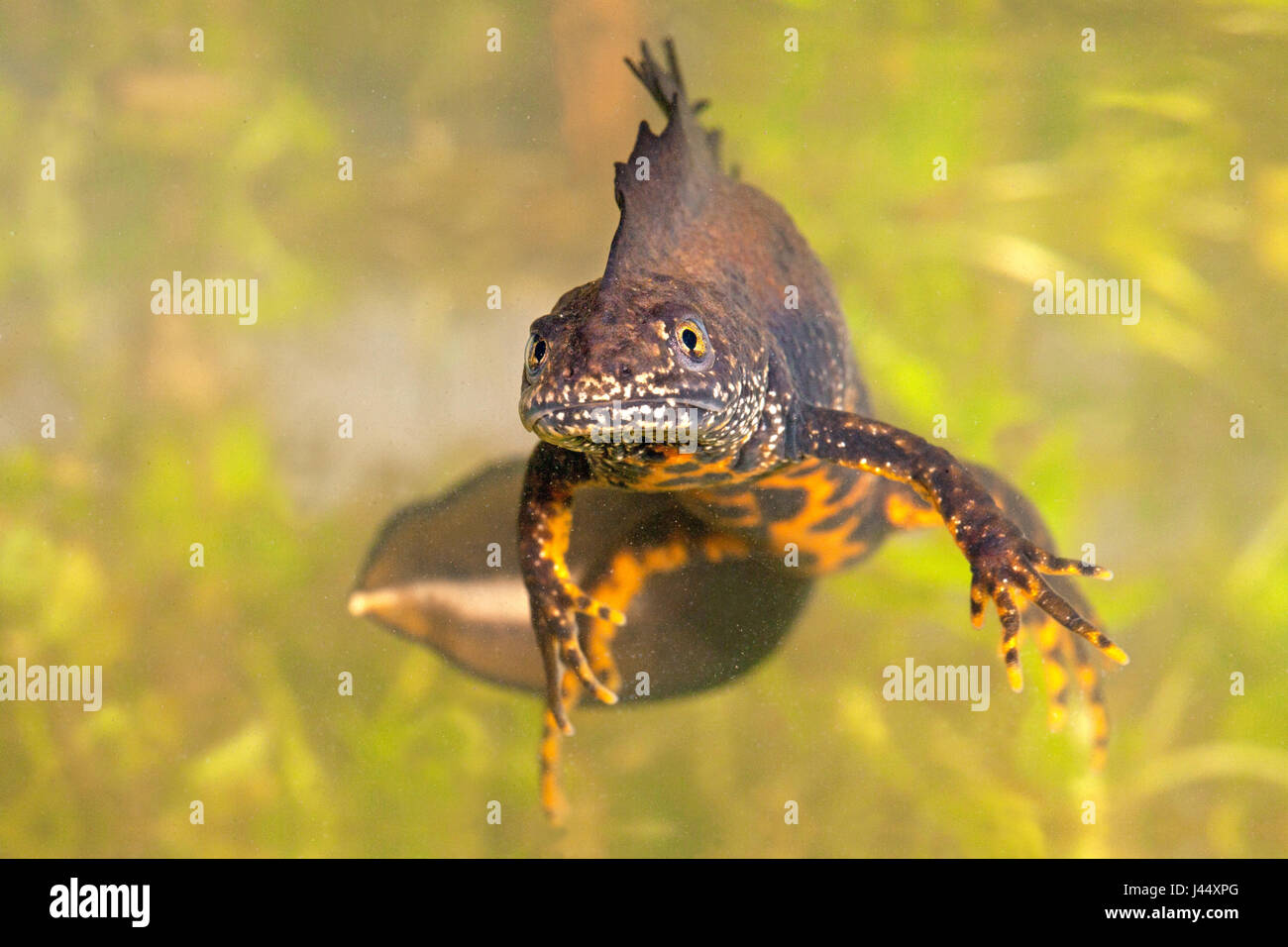 Underwater spring hi-res stock photography and images - Alamy