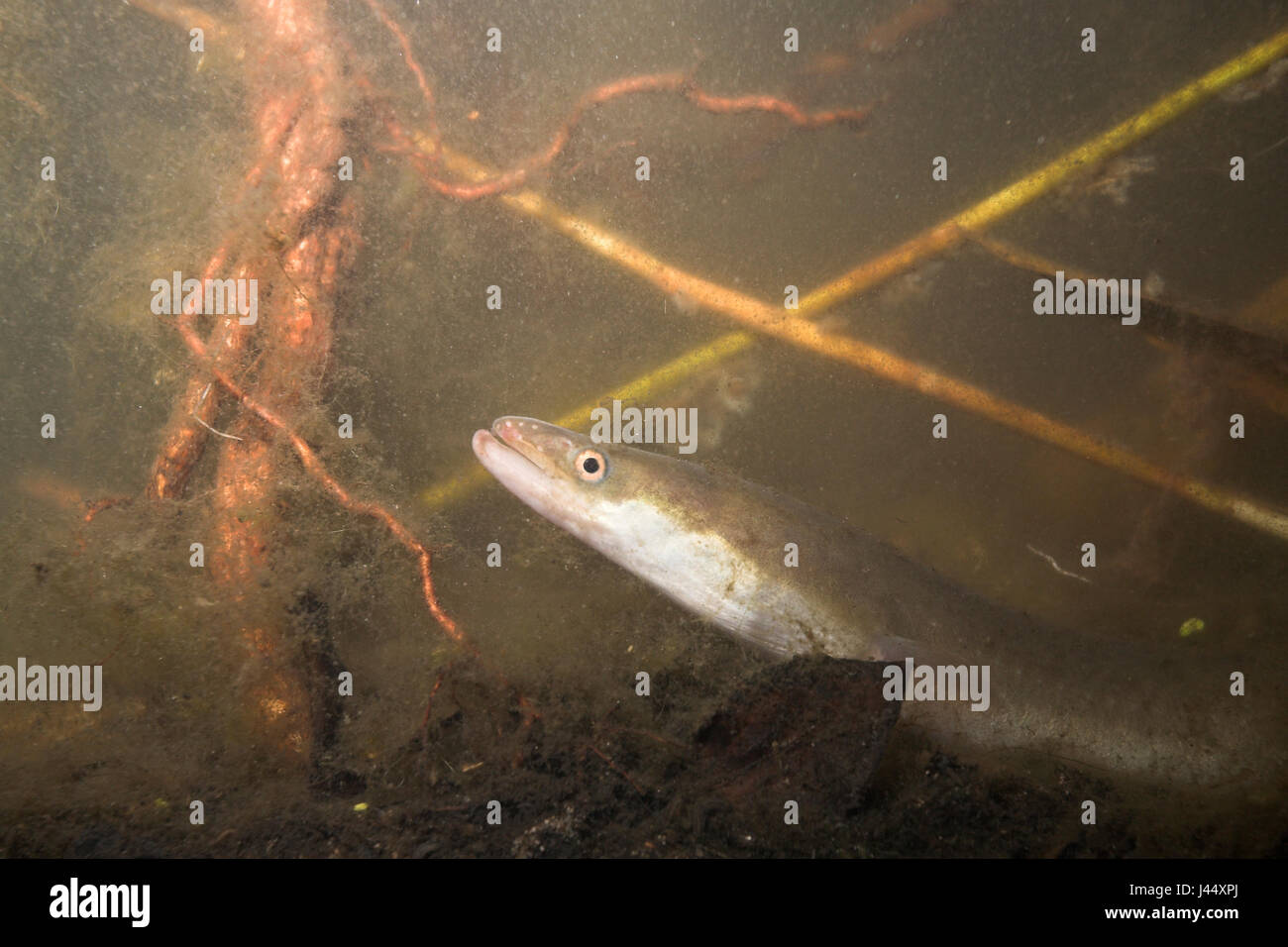 Mudd hi-res stock photography and images - Alamy