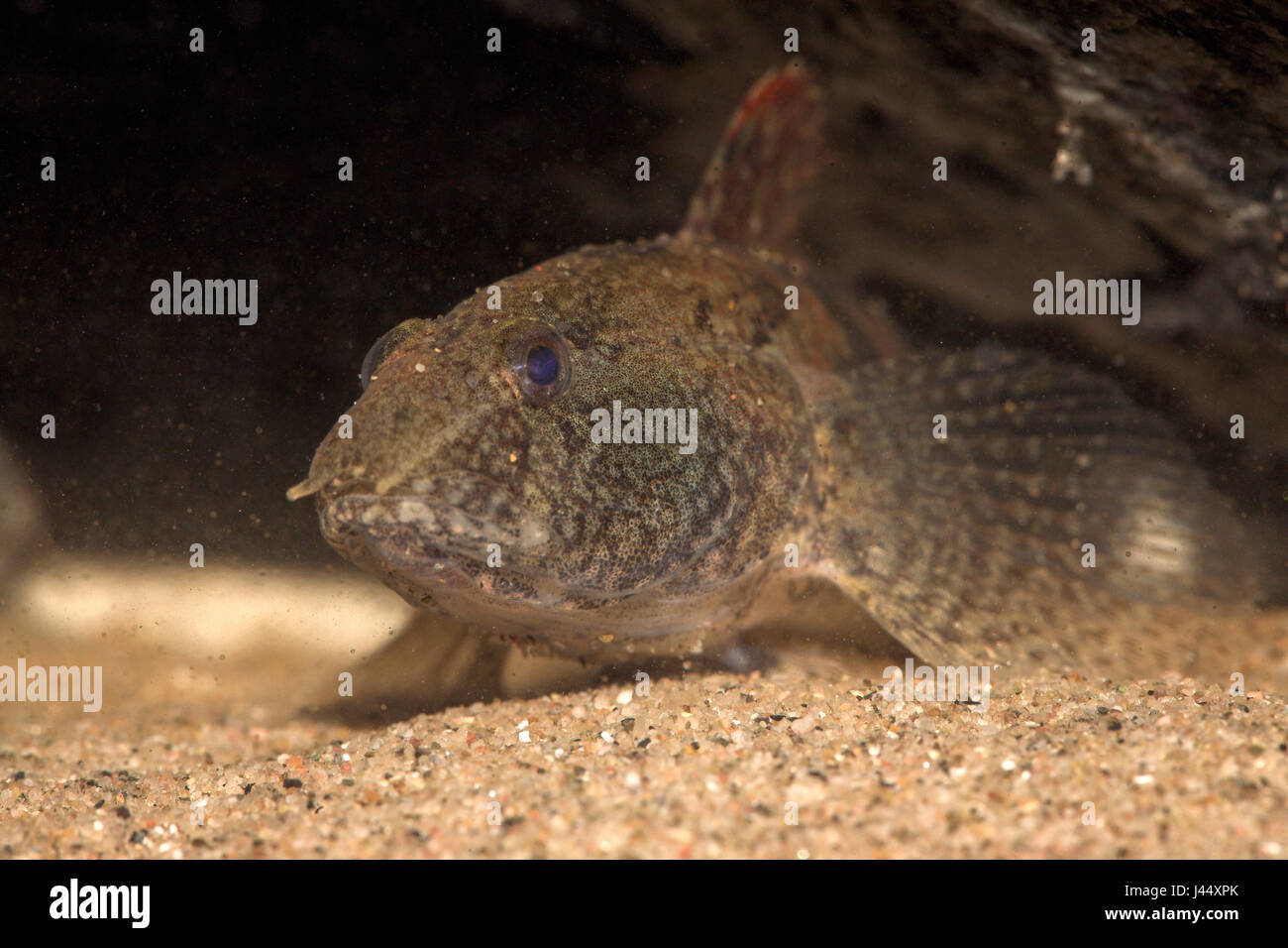 a tubenose goby hiding under a rock Stock Photo - Alamy