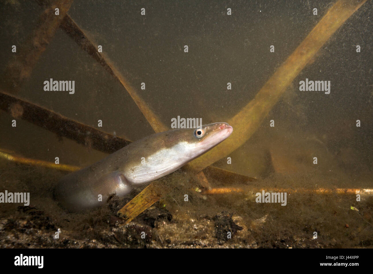 Mudd hi-res stock photography and images - Alamy