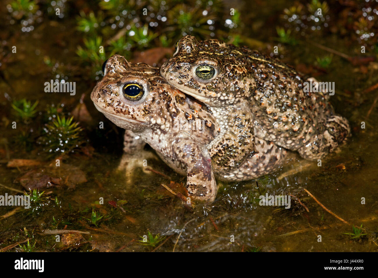 Natterjack toads hi-res stock photography and images - Alamy