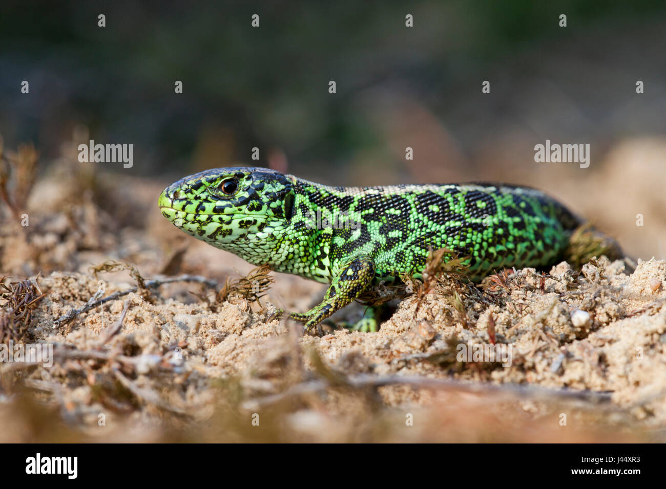 Male lizard hi-res stock photography and images - Alamy