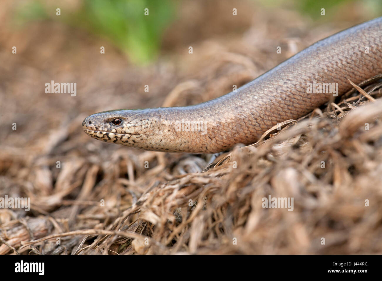 Slow worm portret Stock Photo - Alamy