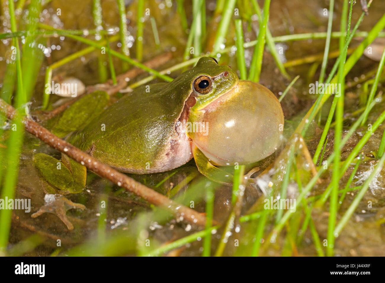 Amphibian frog common tree frog hi-res stock photography and images - Alamy