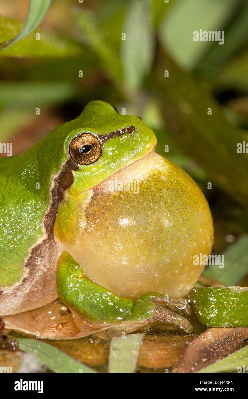 Male vertical hi-res stock photography and images - Alamy