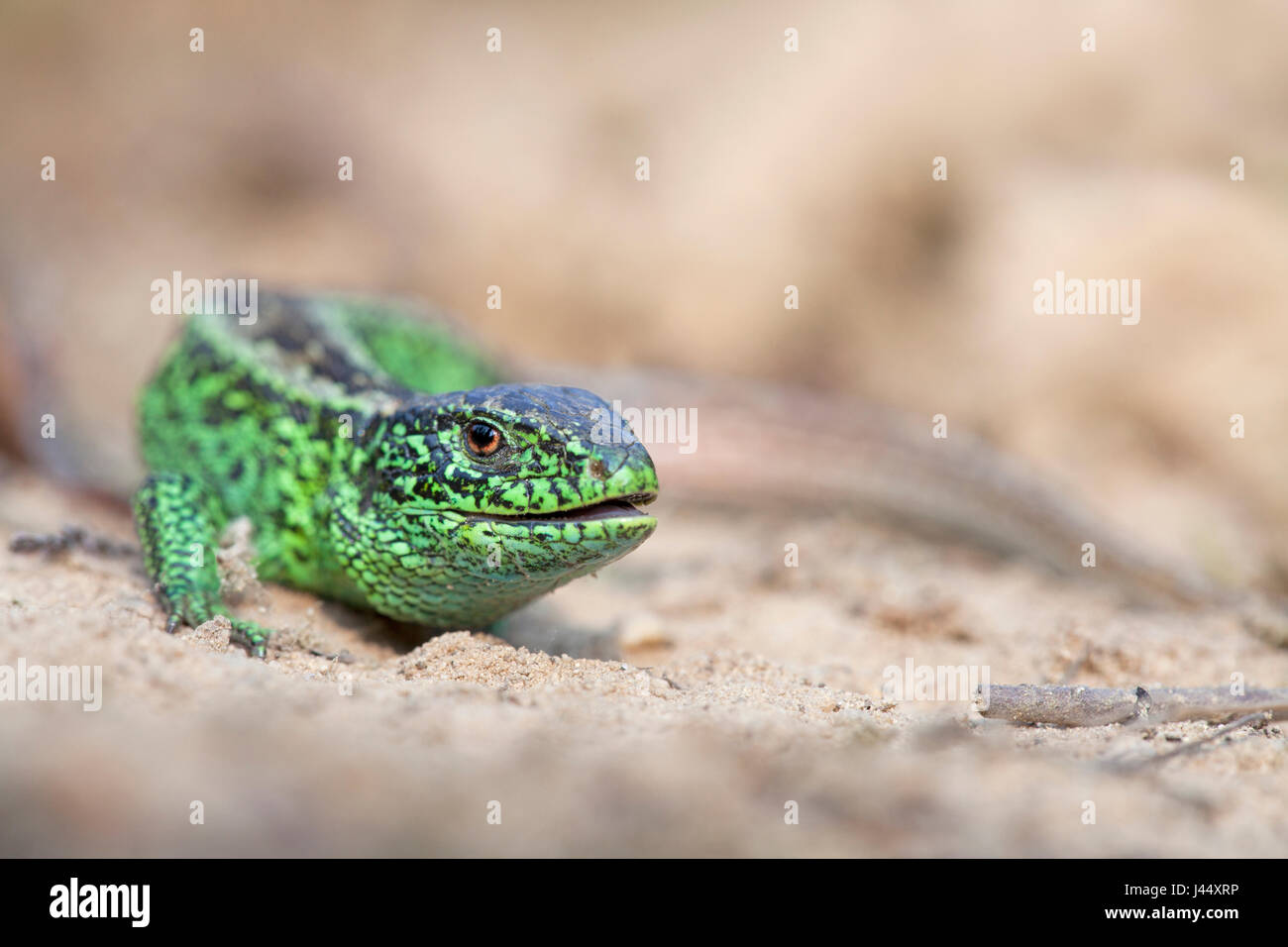 Male lizard hi-res stock photography and images - Alamy