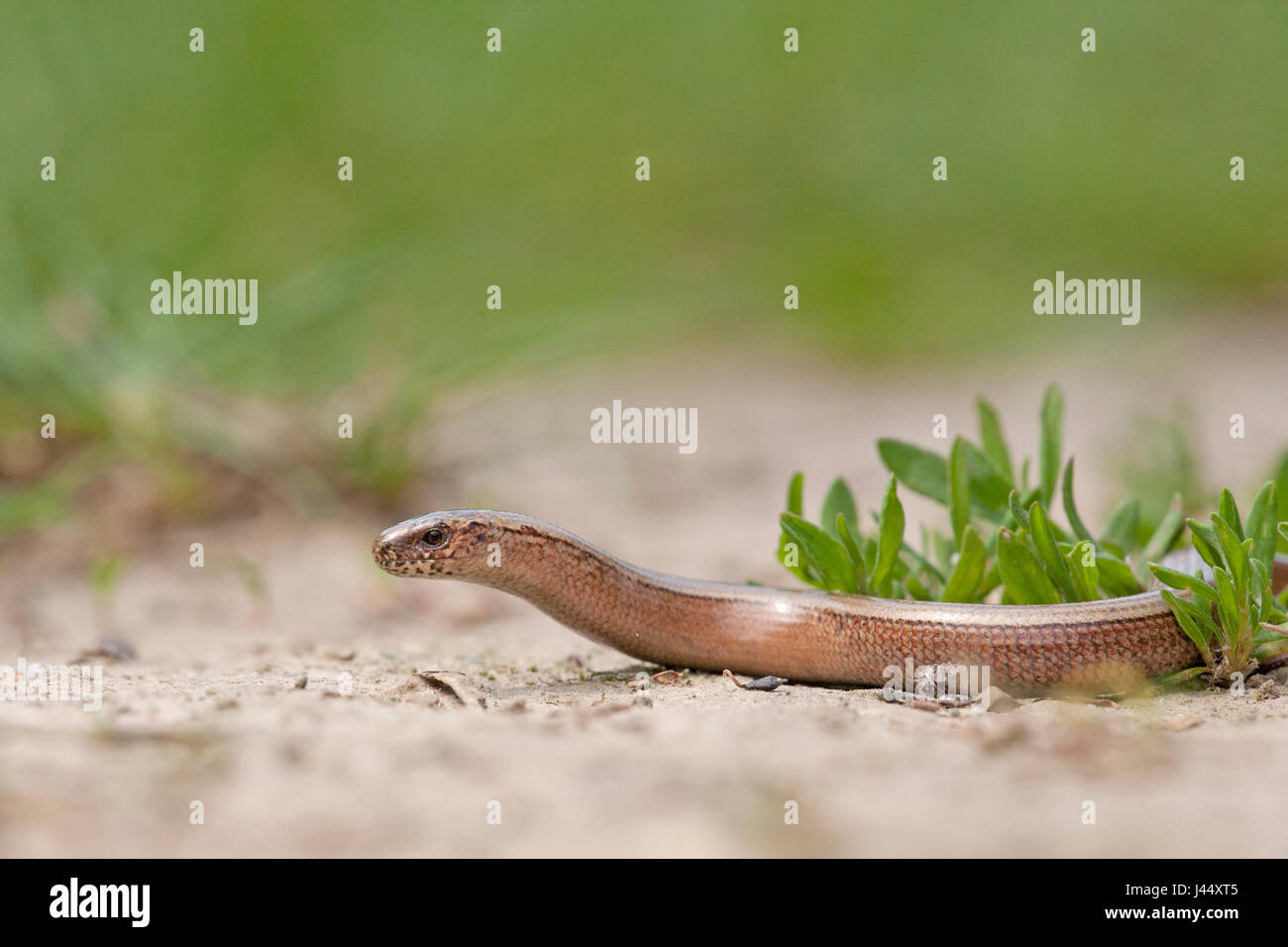 crawling slow worm Stock Photo - Alamy