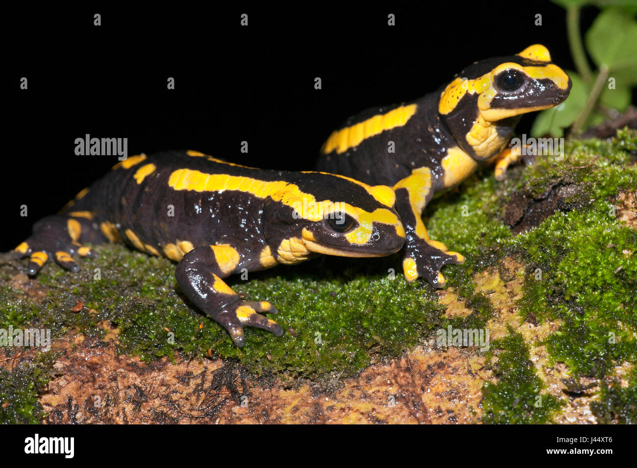 Salamanders hi-res stock photography and images - Alamy